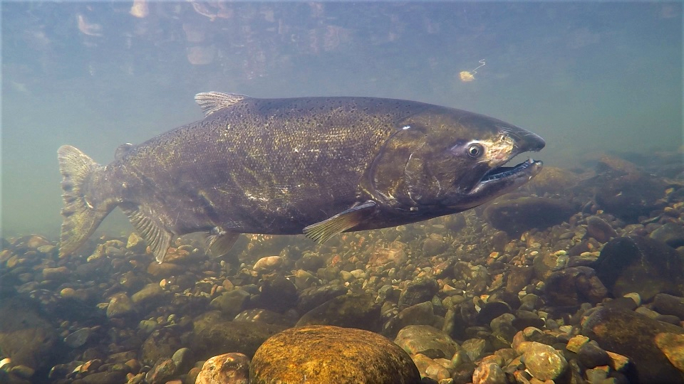Chinook Salmon Face Habitat Challenges | UC Davis